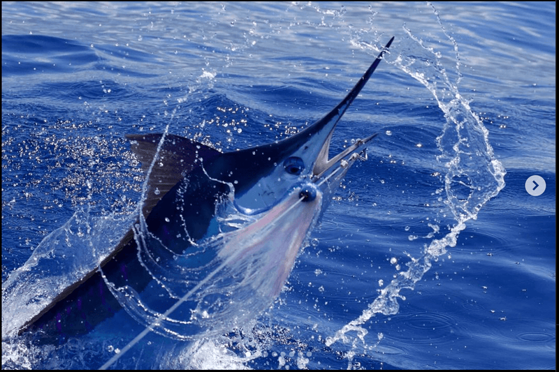 Koya Clean Sweep 9” Jetted – New Koya Lures Saltwater Tackle - Big Game ...
